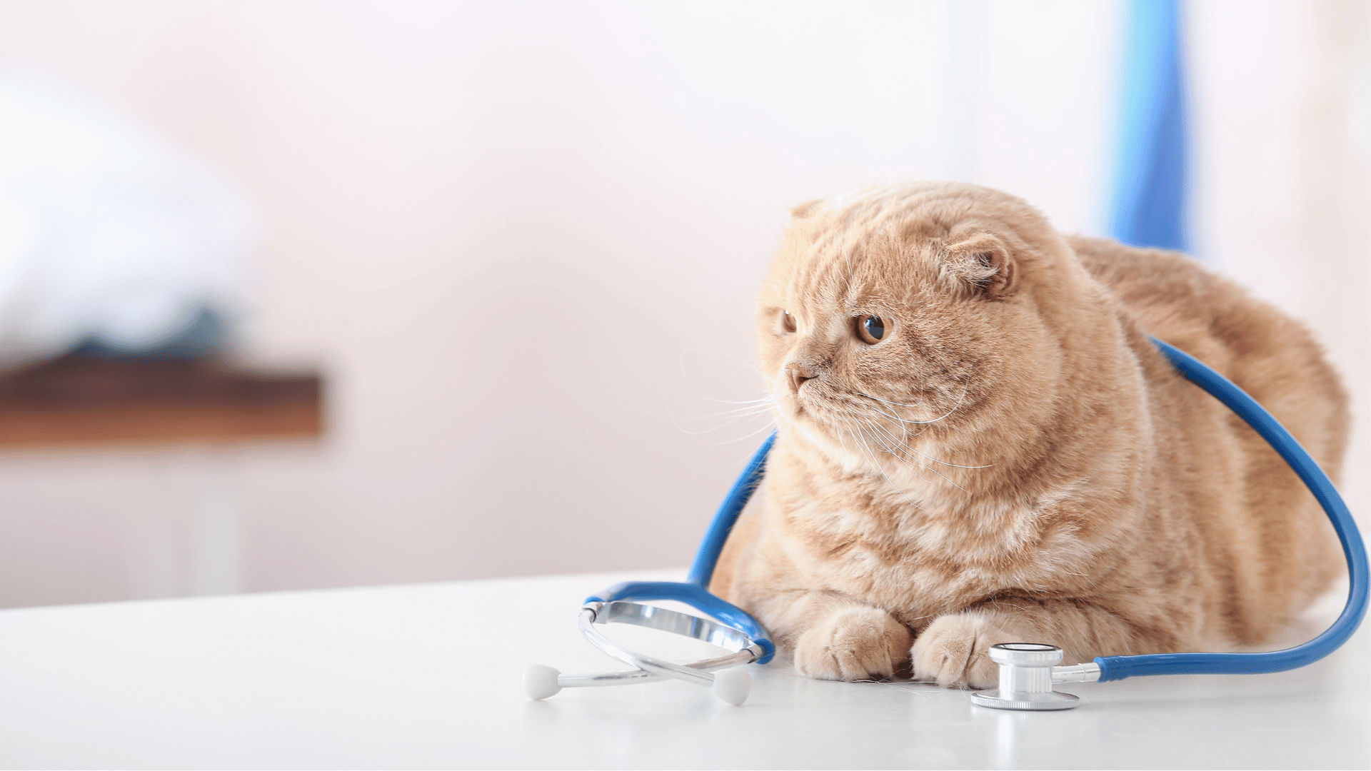 DNR/CPR Form | Gadsden Veterinary Associates Emergency Care